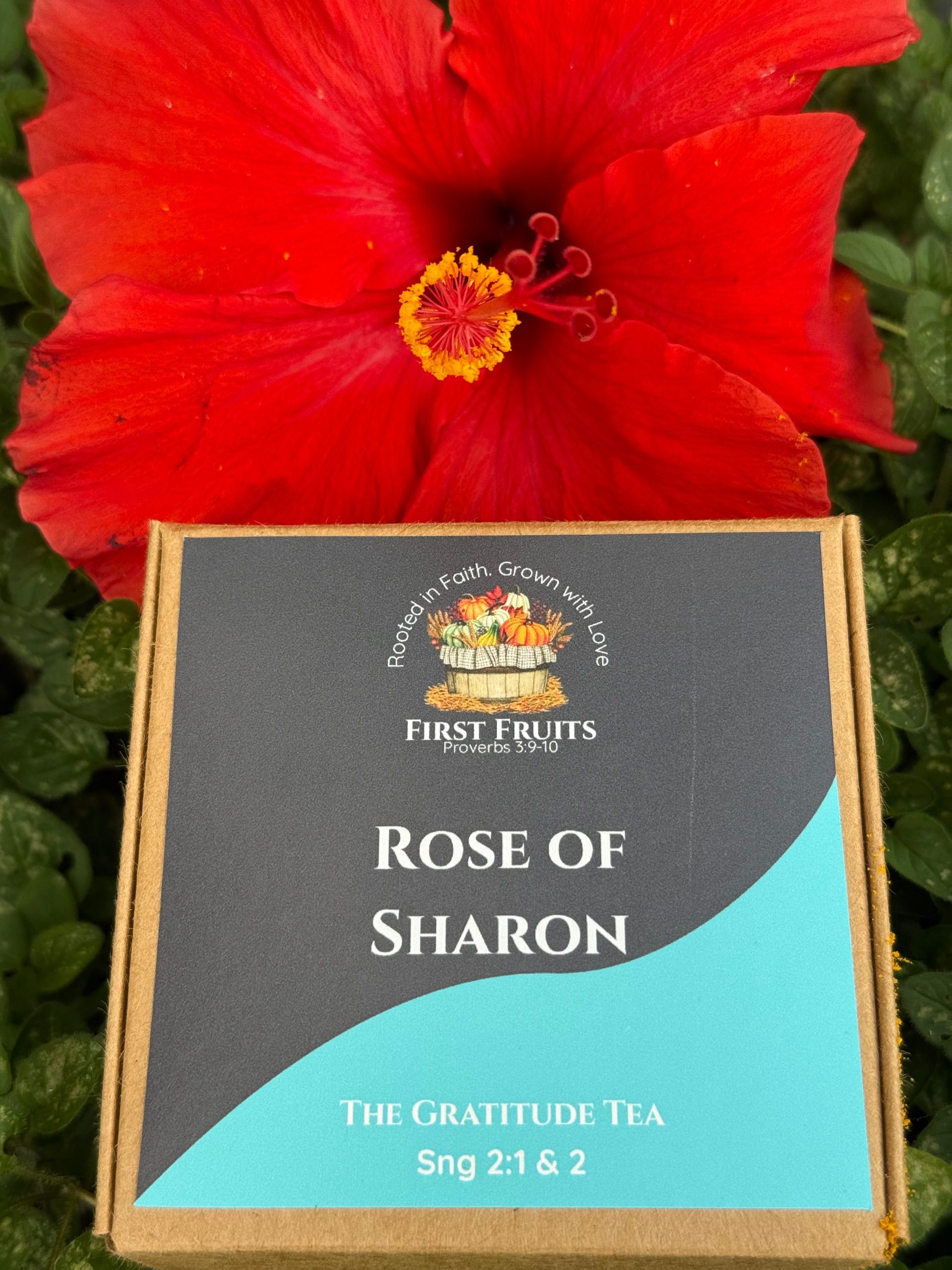 Rose of Sharon – The Gratitude Tea - First Fruits